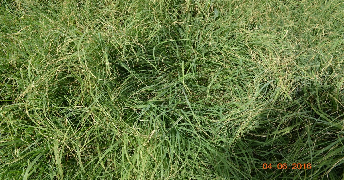 Rhodes grass is highly adaptable