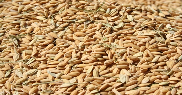 Collecting rice weed seeds for herbicide-resistance testing