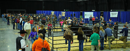 NCBA Seeking Interns for Cattle Industry Convention