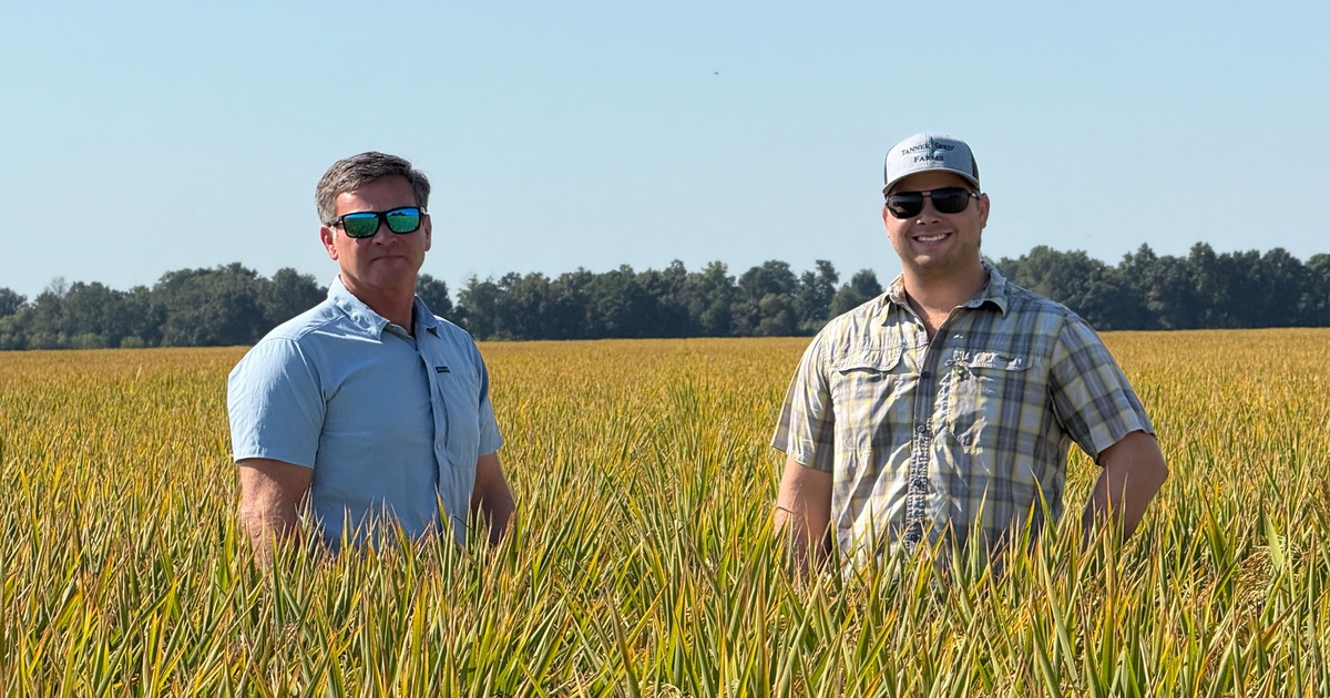 Horizon Ag unveils new Provisia rice varieties