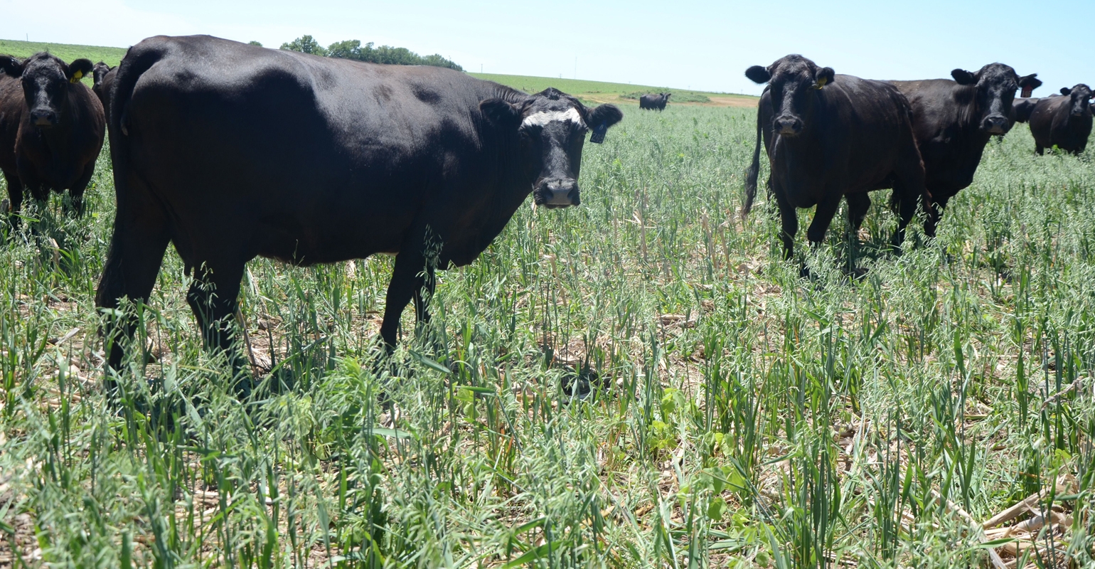 Consider planting forages after wheat harvest