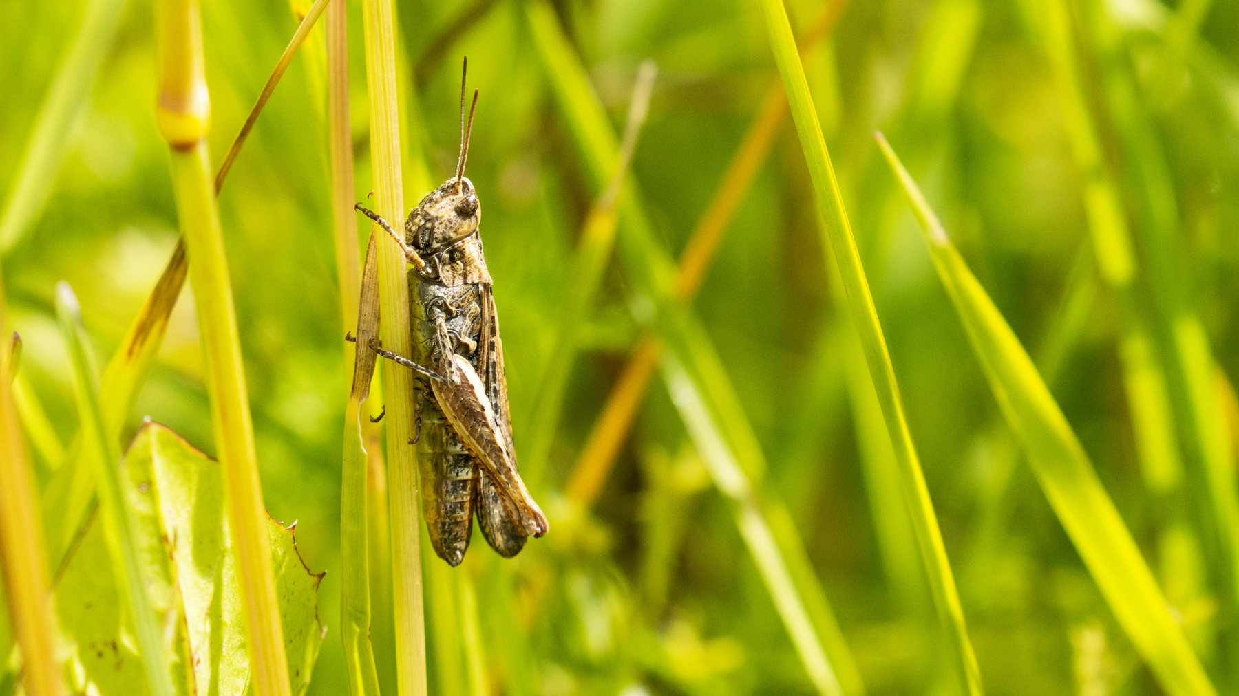 Manage grasshoppers early for best results