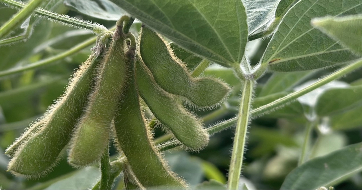 Arkansas Soybean Science Challenge seeks students