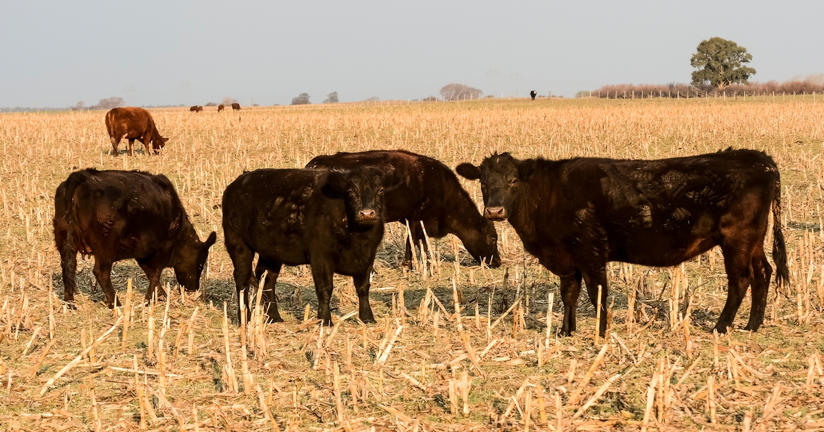 Extend cattle forage options with corn residue
