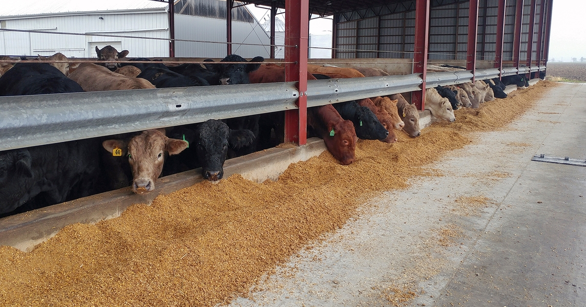 How to transition calves to grain-based diets