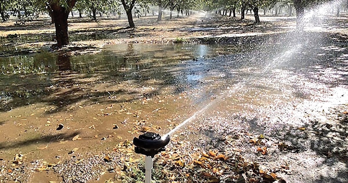 Growers can take steps to manage limited water supplies