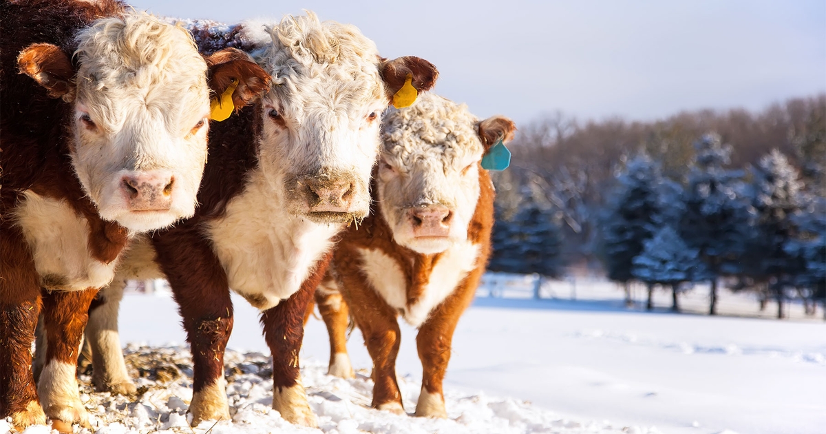 5 management tips for winter cattle care
