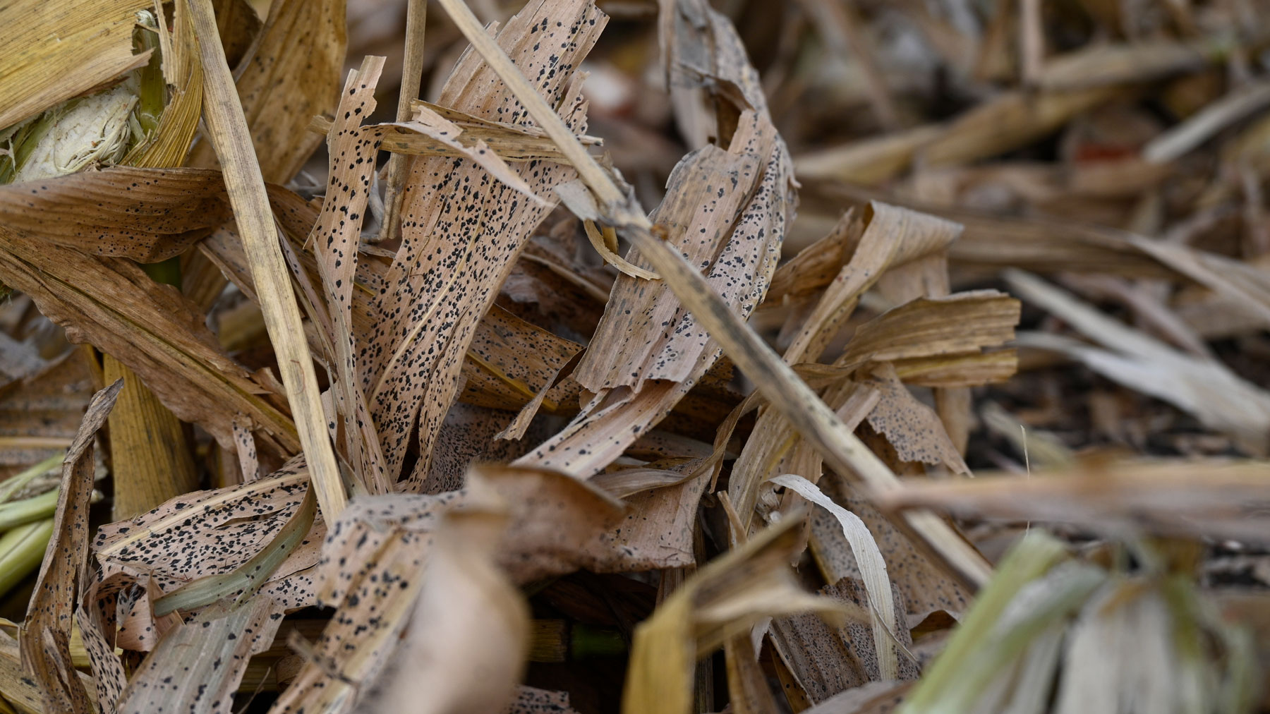 Don’t let southern rust derail 2026 corn disease plans