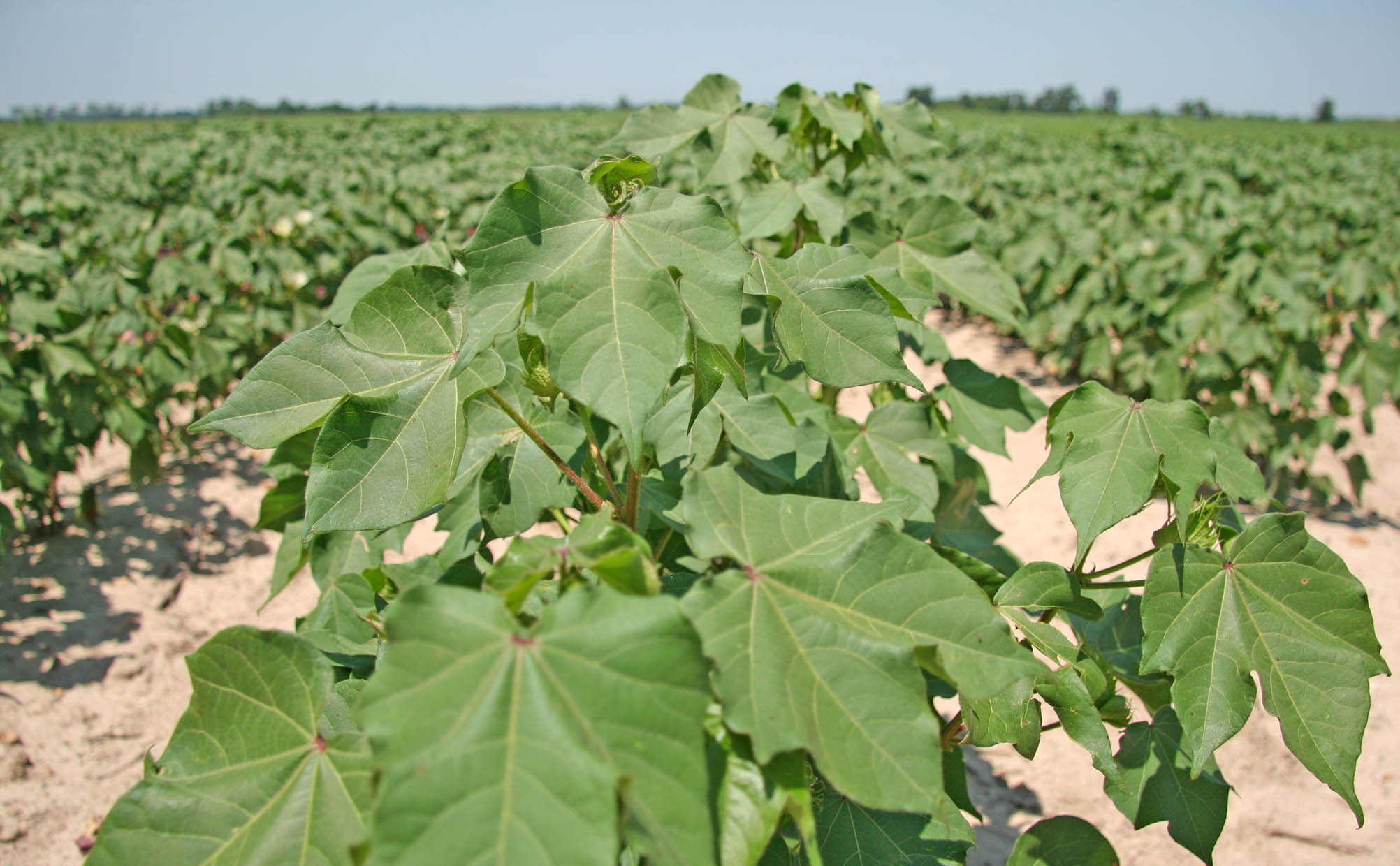 Cotton fiber quality mapping poses challenges | Farm Progress