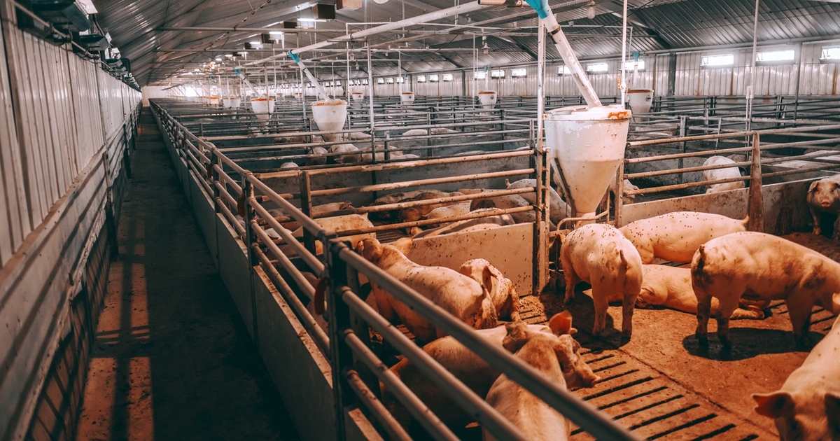 New test can identify fatal strep zoo in pigs