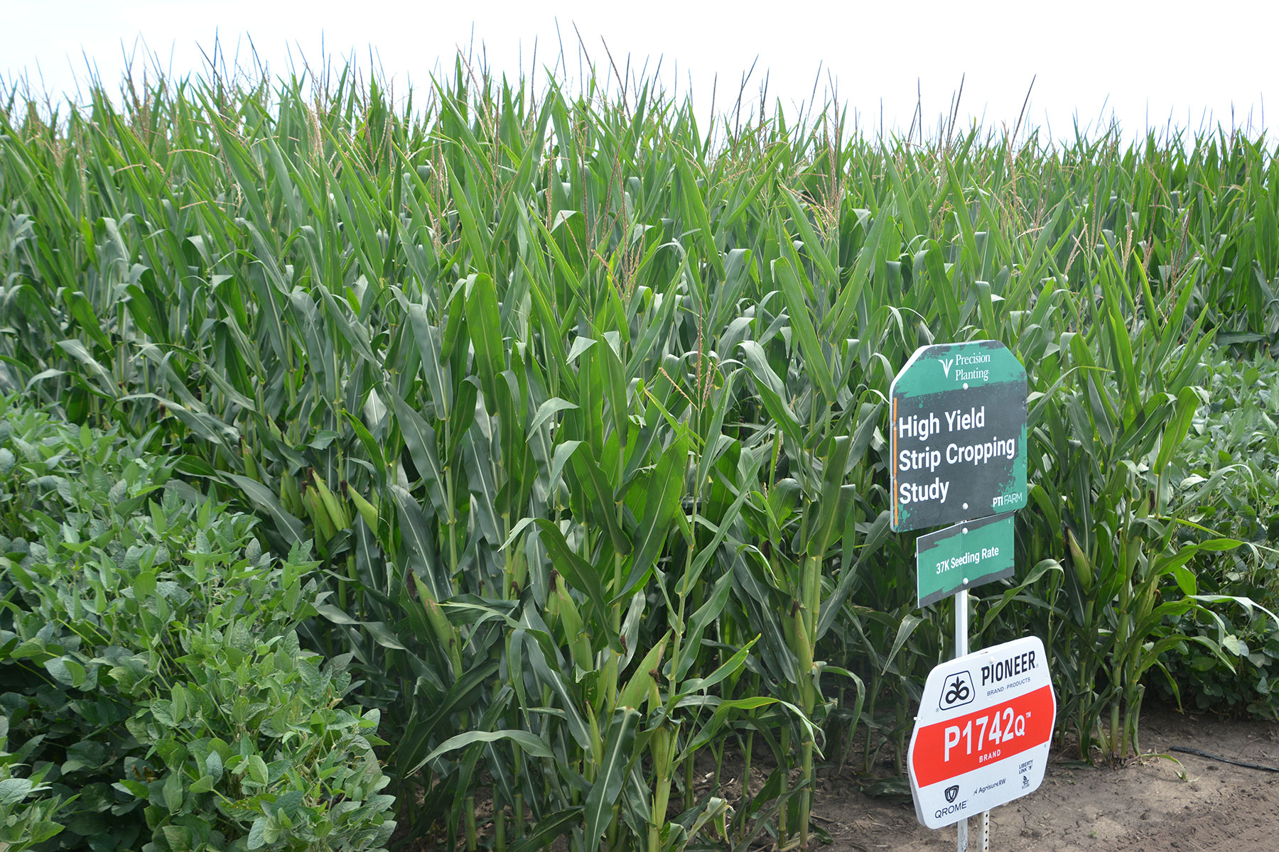 Field-edge effects in corn cut both ways