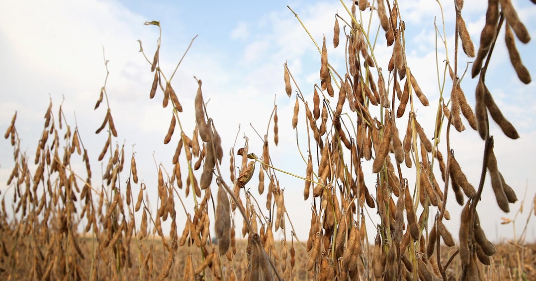 Soybean rebound comes under attack