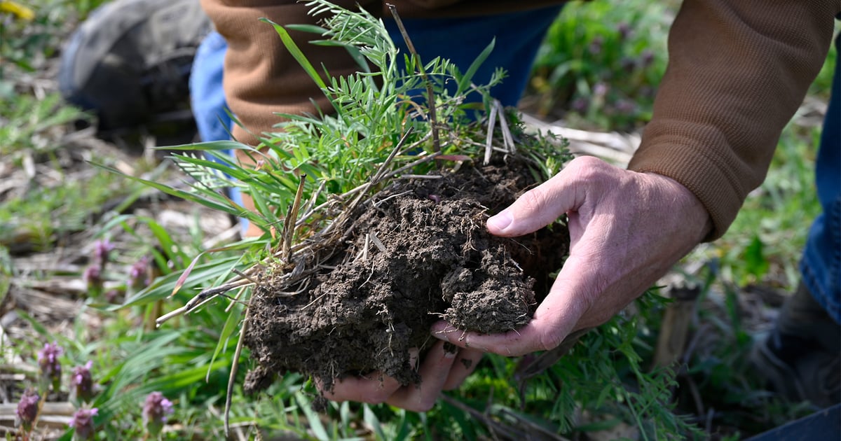 How to go slow and steady when testing cover crops