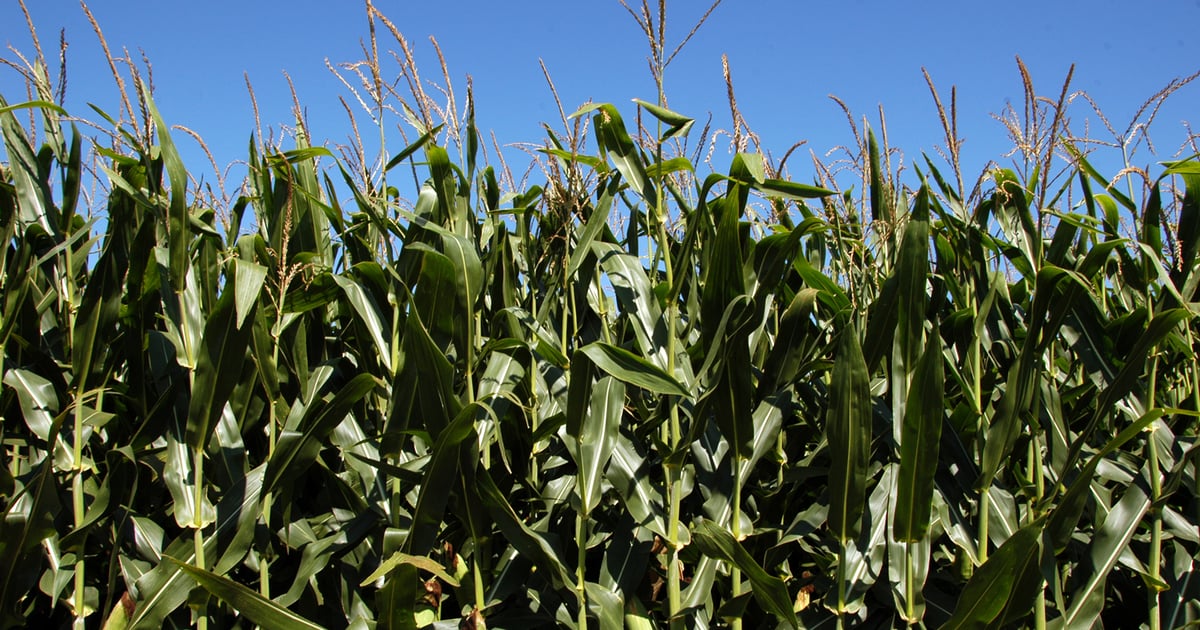 7 rules for growing good corn