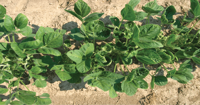 Tips for using new Dicamba products