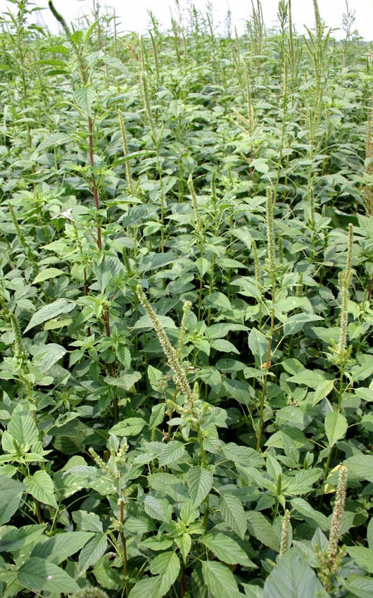Are superweeds the future of agriculture? | Farm Progress