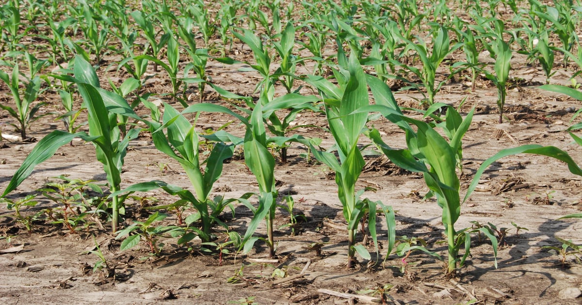 Iowa corn rated 81% good-to-excellent, soybeans 78%