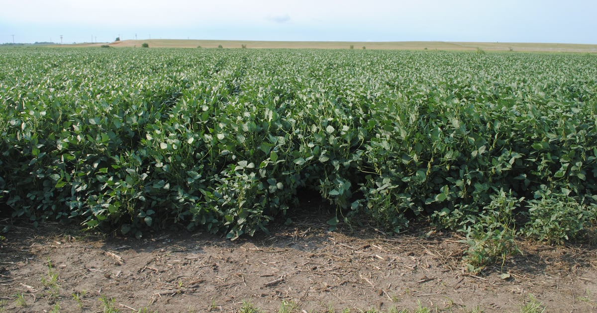 6 ways to manage soybean cyst nematode