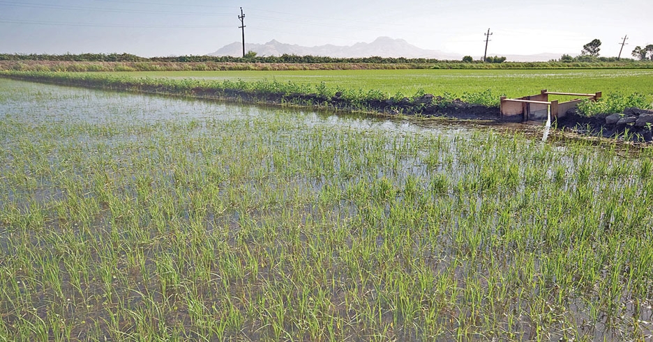 Gene-edited rice provides safe solution for small farmers