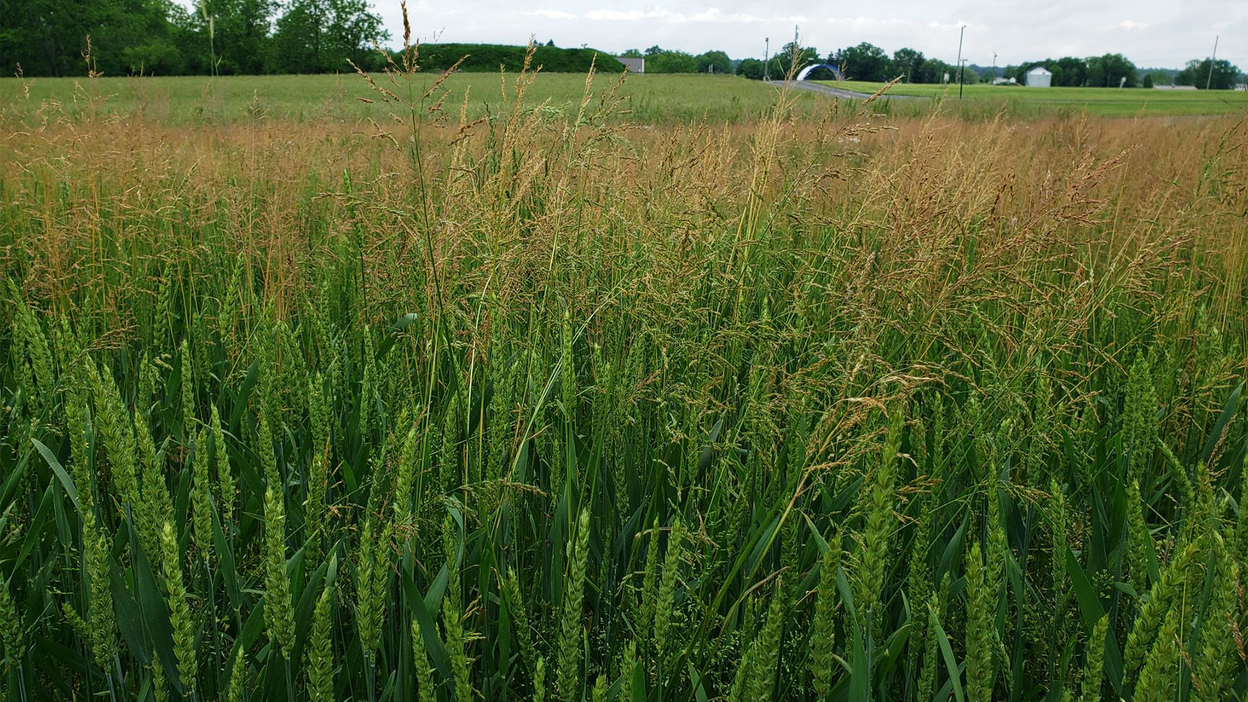Bluegrass control in small grains