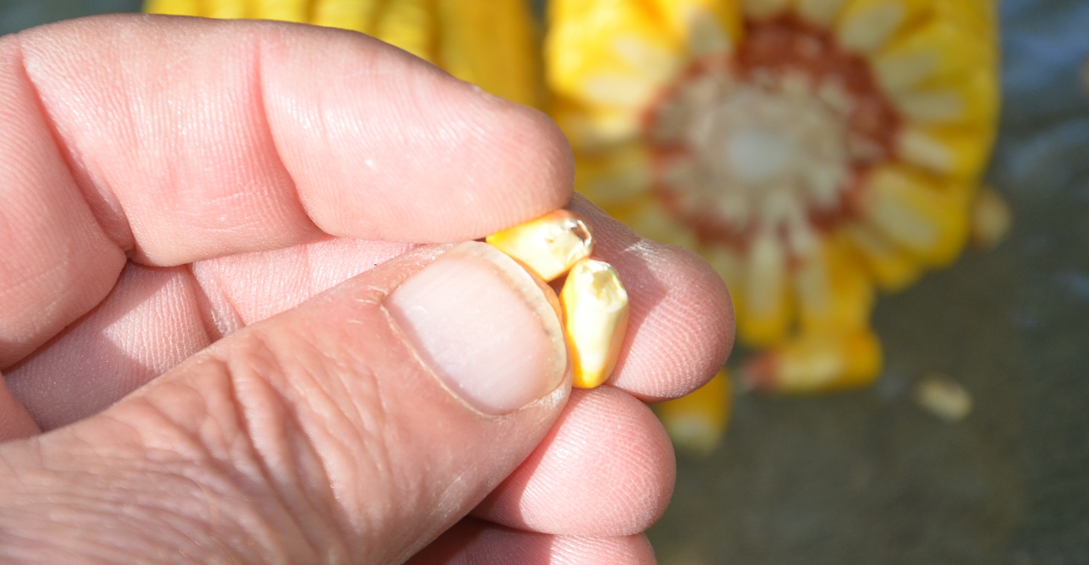 The magic of reaching black layer