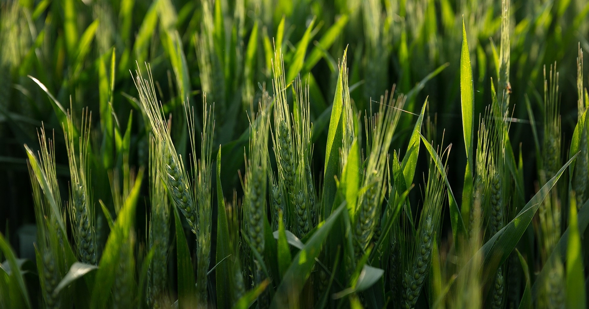 BASF, PowerPollen partner to enhance pollination process