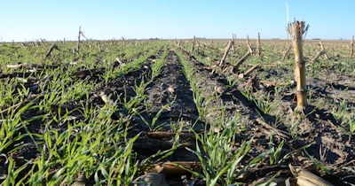 5 steps to cover crop success