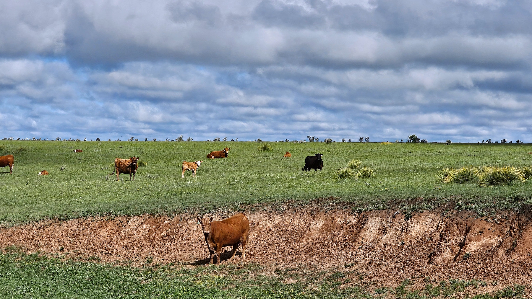 Screwworm cases prompt another border closure, challenge U.S. industry