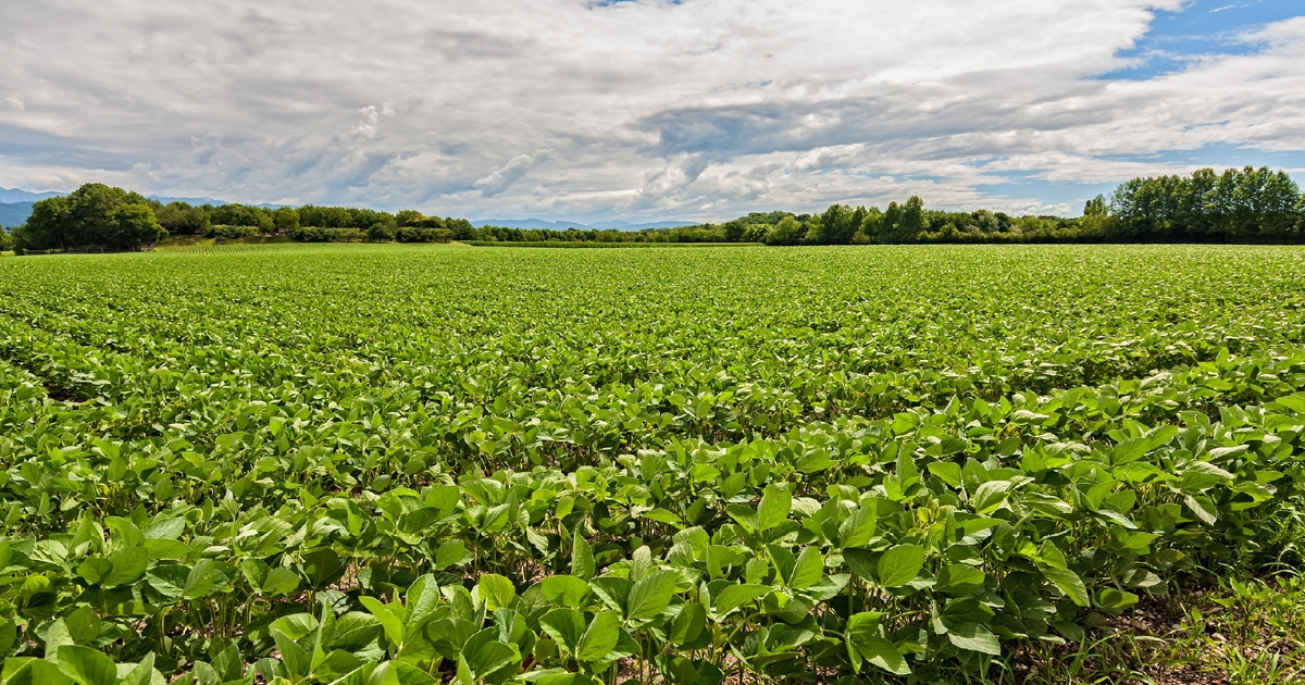 Maximize your fungicide applications