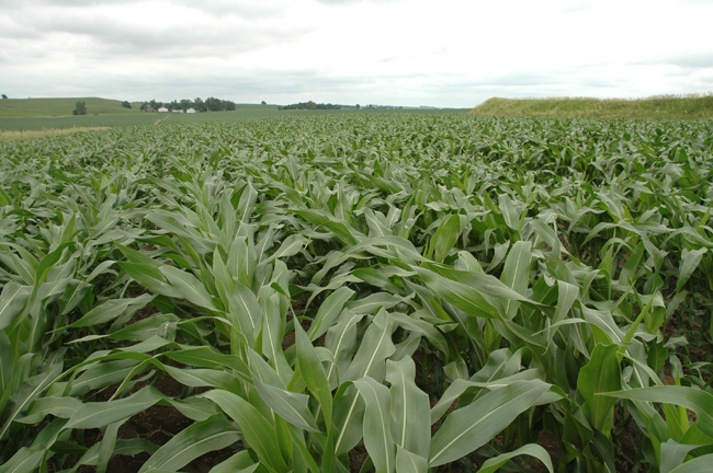 New Cobalt Advanced insecticide formulation from Dow Agrosciences ...