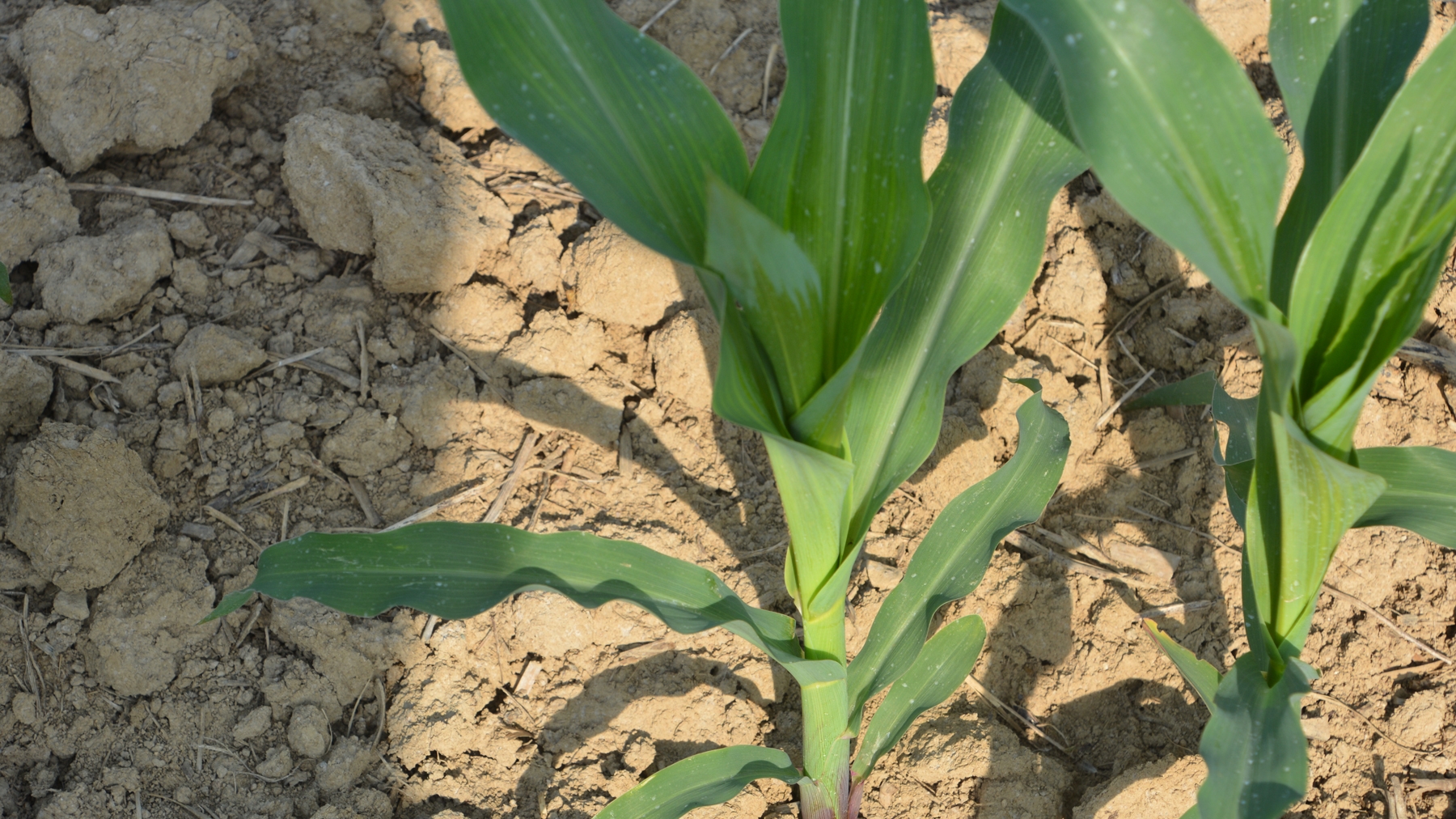 Staging corn growth simplifies management