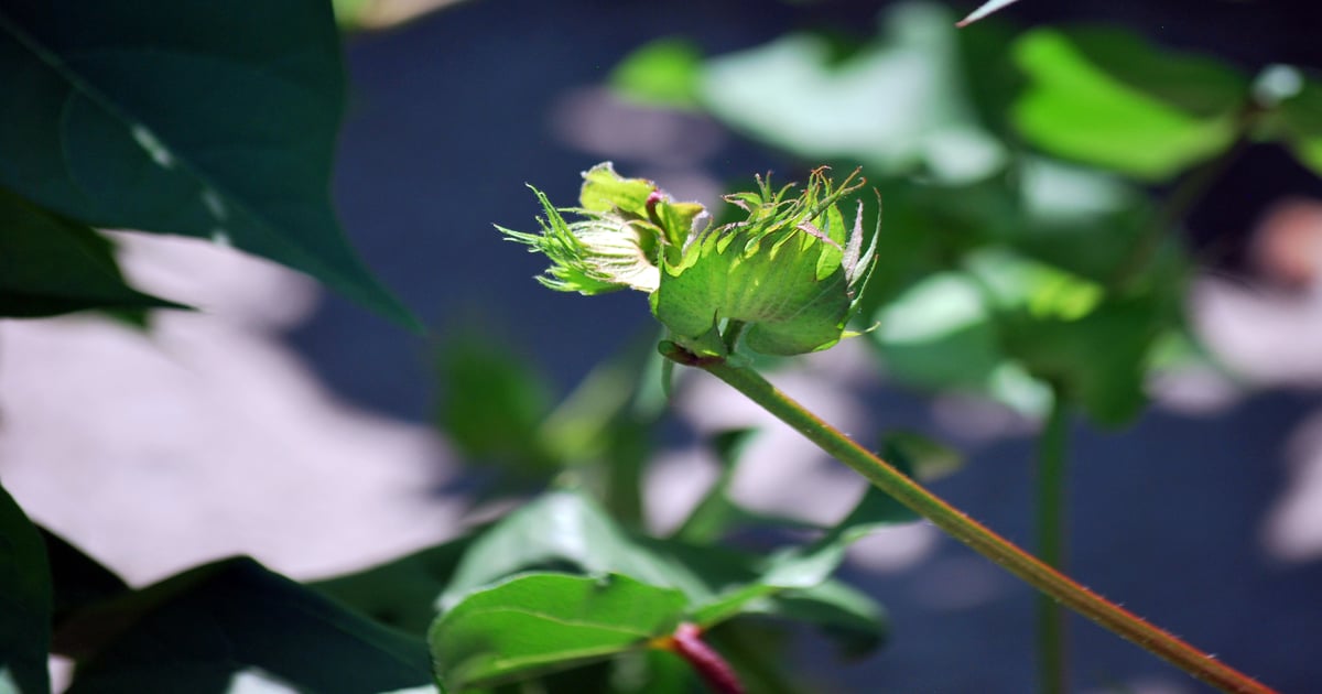 Scouting and treating plant bugs in squaring cotton