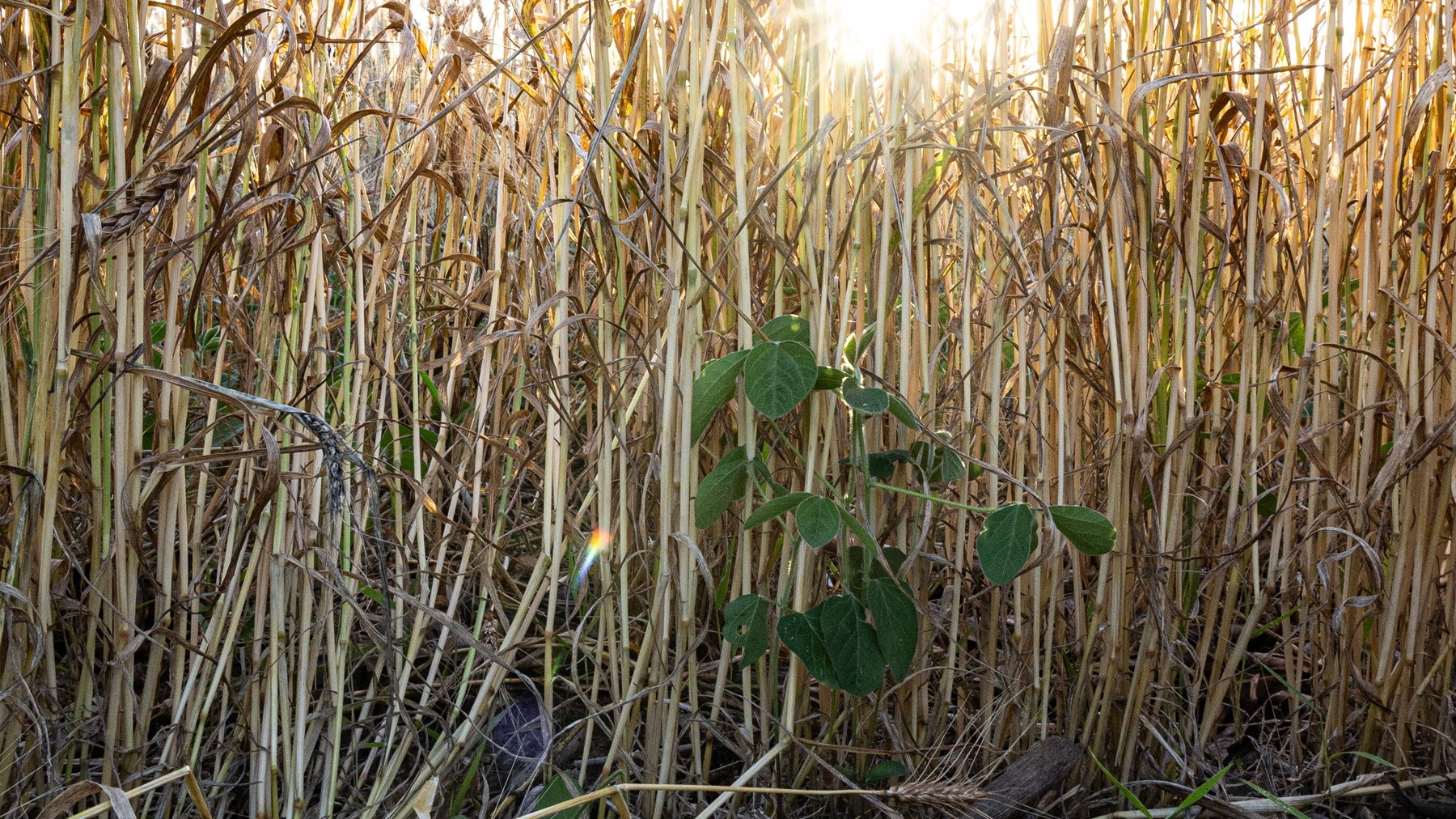 Growing two crops together brings risks with rewards