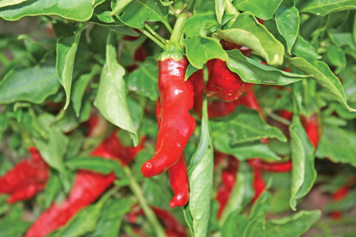 US chile pepper industry under assault from foreign imports | Farm Progress