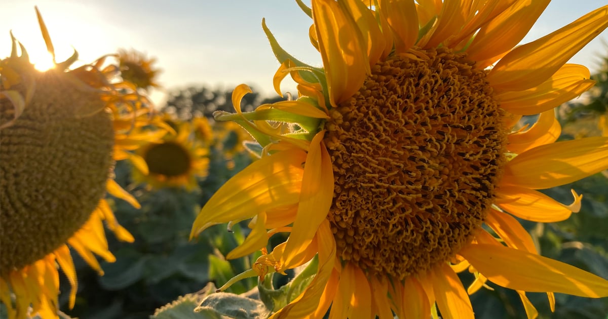 Fort Hays State debuts MBA in agribusiness