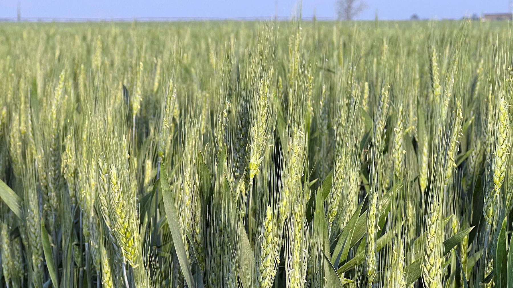 Grain update: Southeast wheat heading