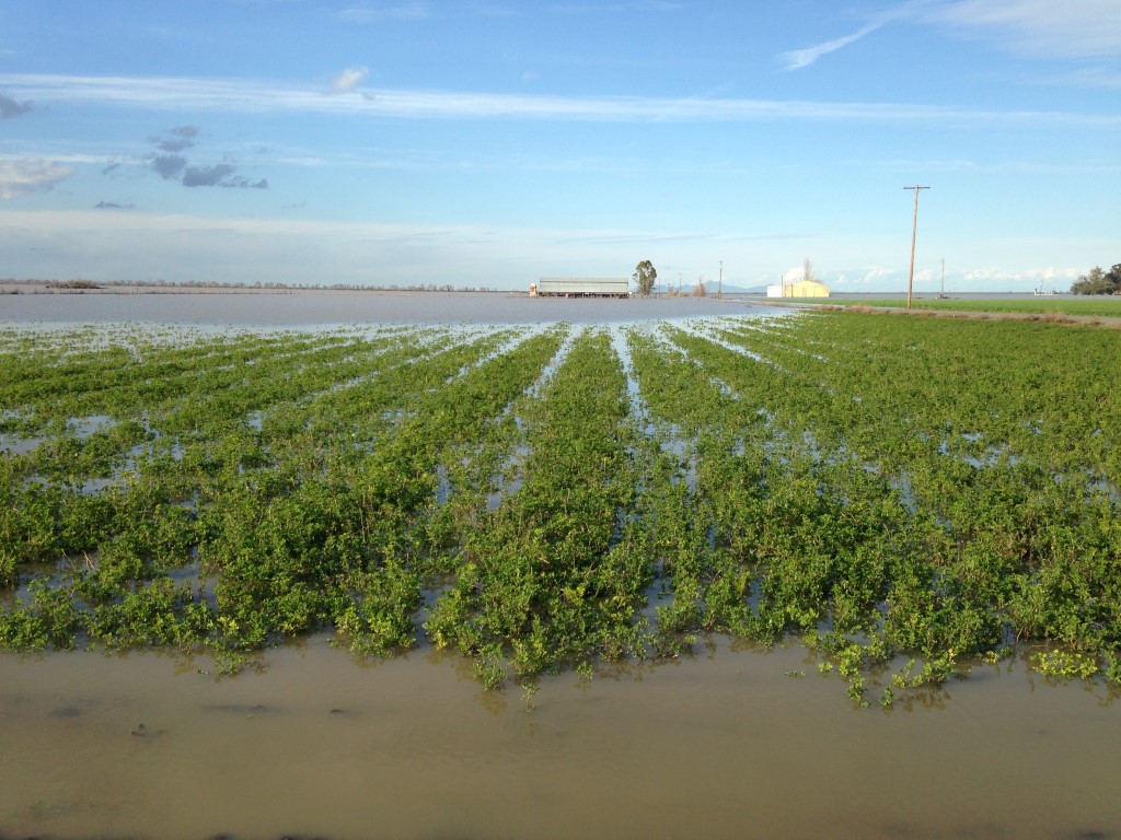 Critical UC management tips for flood, water logging-damaged alfalfa