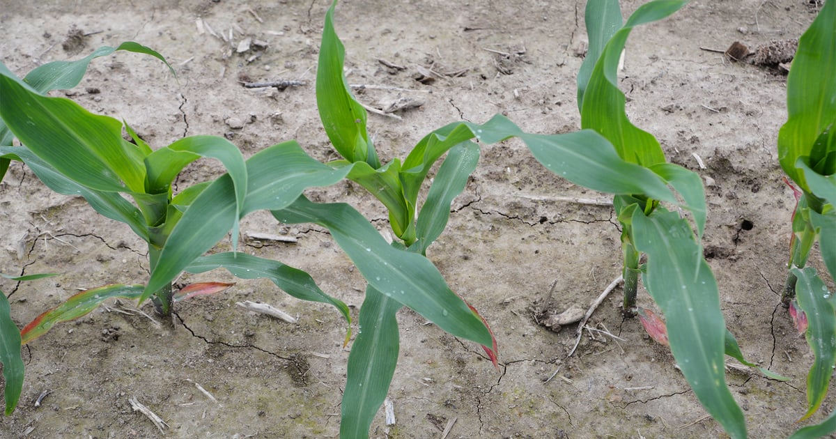 5 important steps to protect corn yield at V6 stage