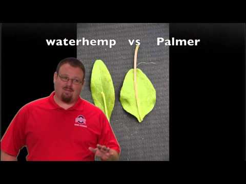 Differences between Palmer amaranth, waterhemp, redroot pigweed