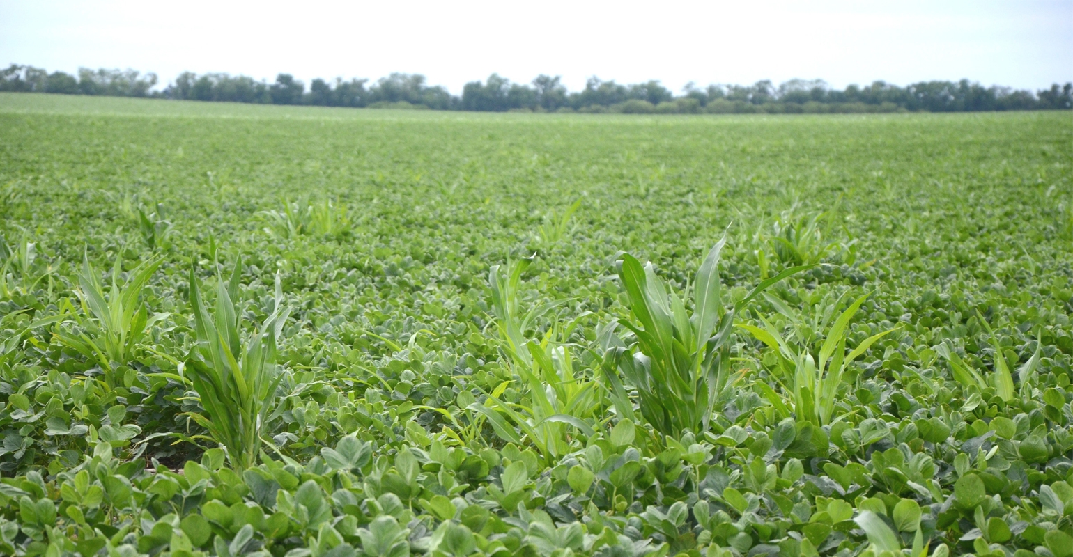 Crop conditions look promising in Nebraska