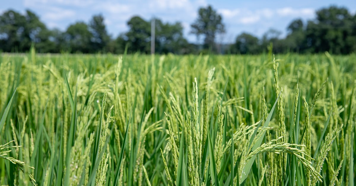 Protect your rice yields. Protect your land.