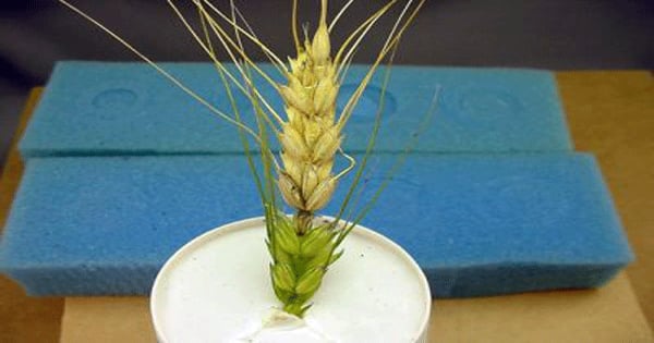 Kentucky wheat disease discovery cause for concern across Southeast ...