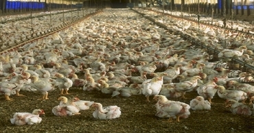 USDA sets new safety standards for chickens and turkeys | Farm Progress