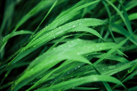 WestBred introduces new hard red spring variety