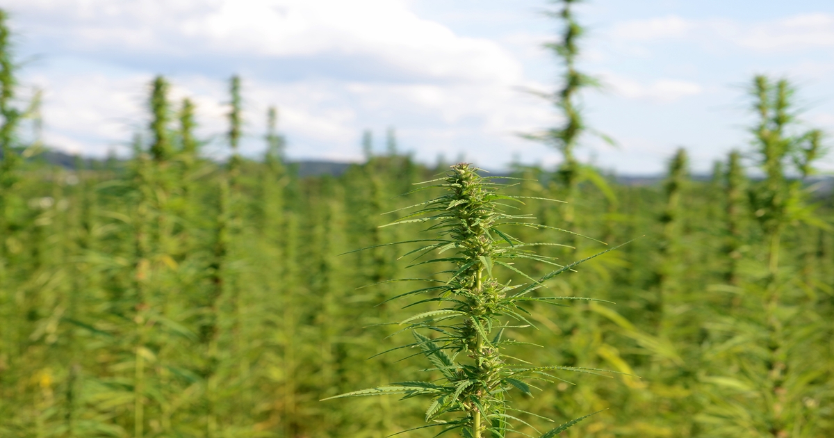 Hemp legislation one step nearer to completion