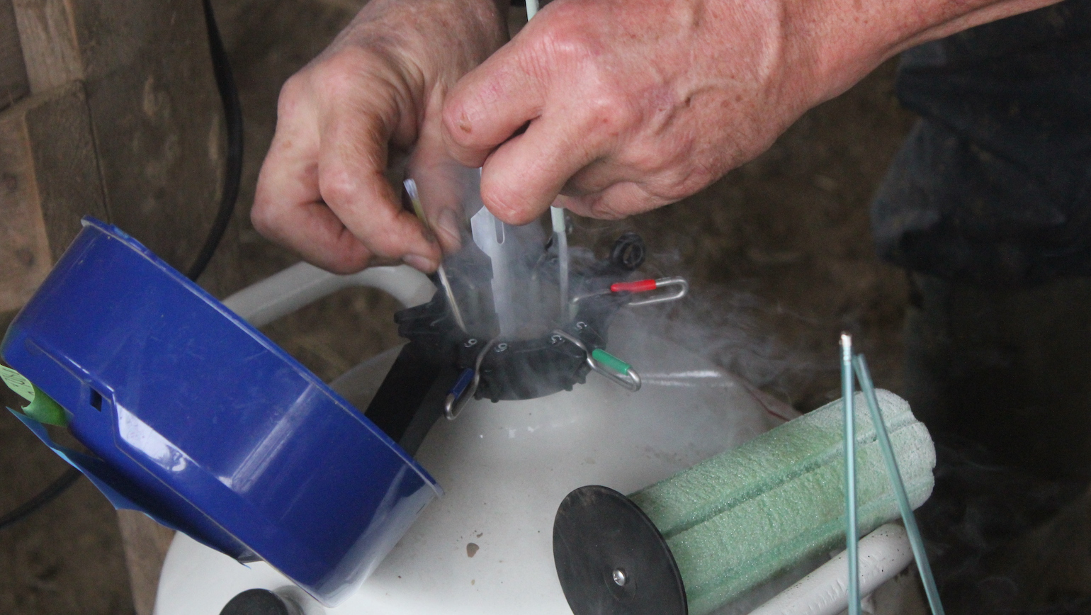 Raising reliable recipient cows