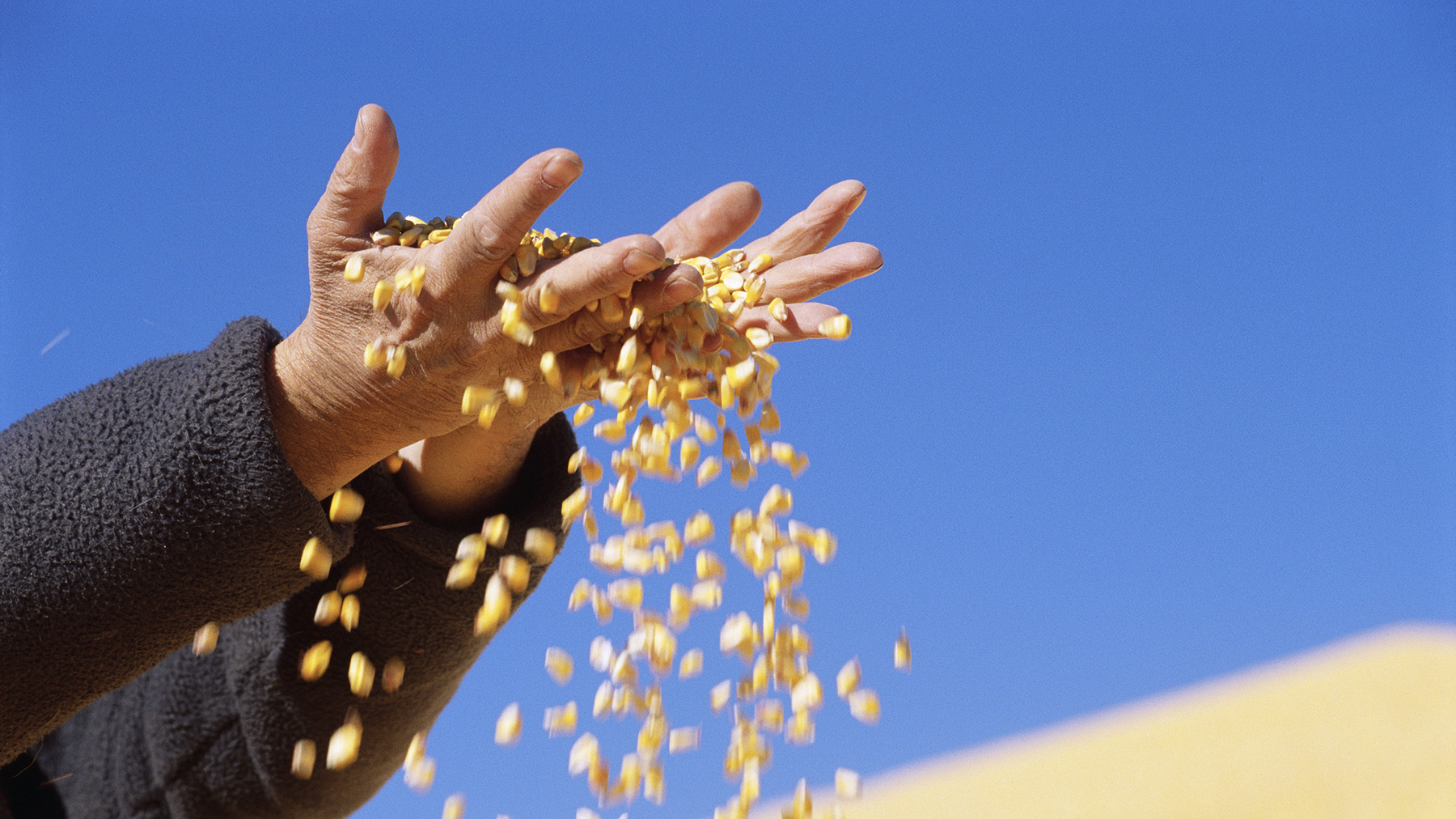 Corn recent news | Farm Progress