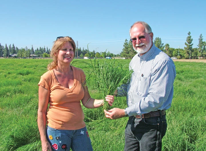 New Teff forage grass being tested in California | Farm Progress