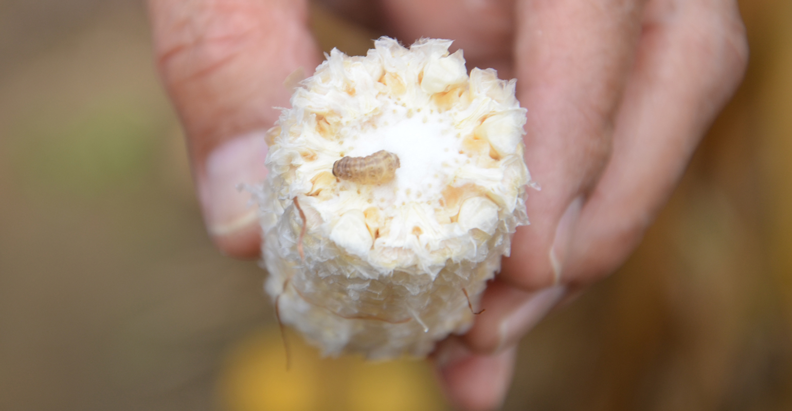 Corn borer: How to find it, what to do