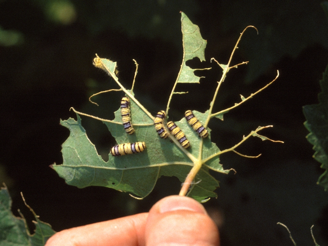 Adult western grapeleaf skeletonizer pest found in Napa vineyard